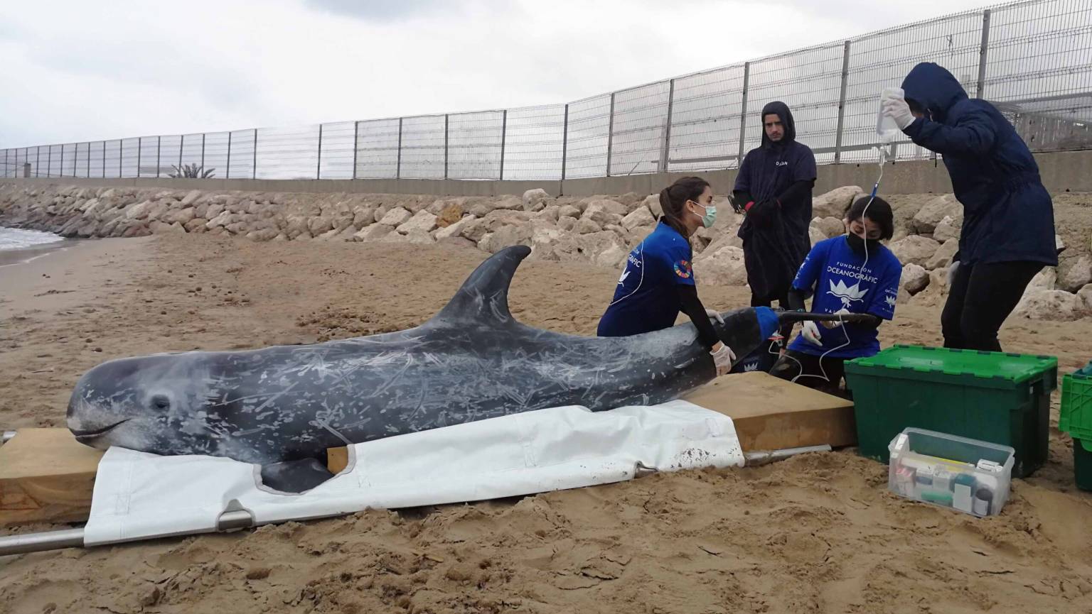 Centro de recuperación de fauna marina - Fundación Oceanogràfic