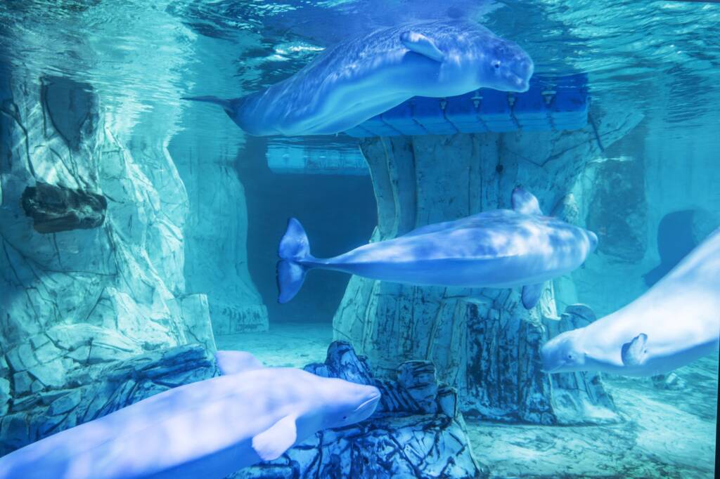El Oceanogràfic de Valencia logra la integración de las cuatro belugas ...